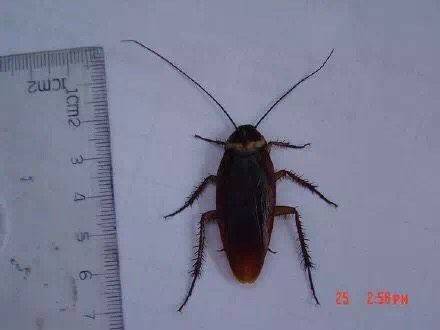 广东蟑螂多大,南方巨型蟑螂图片,广东蟑螂图片(第4页)_大山谷图库